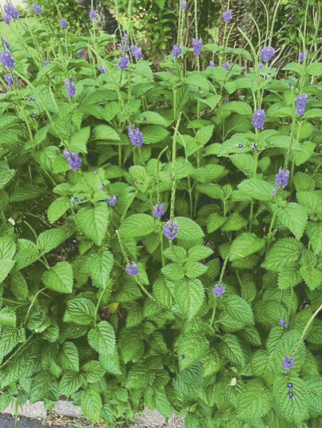 Garden Club of Cape Coral | Alternatives for invasive species in your ...